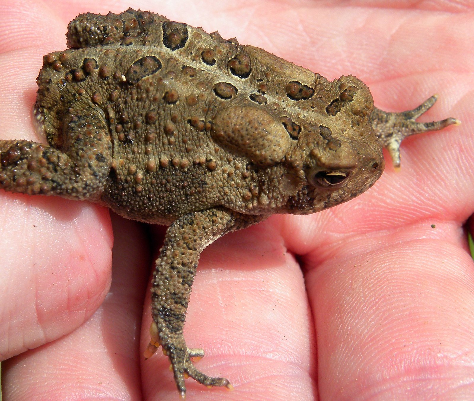 Frogs, Toads and Human History - Bright Line Publishing